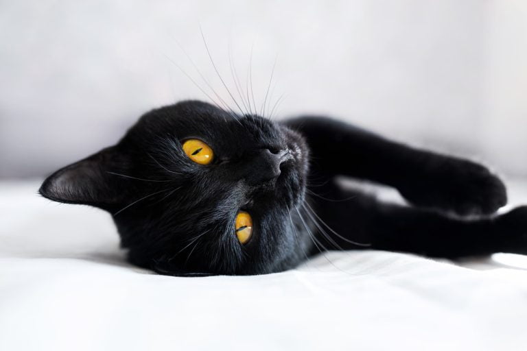 Dişi Kedi İsimleri: 300+ Dişi Kedi İsim Önerileri - Bir Öneri